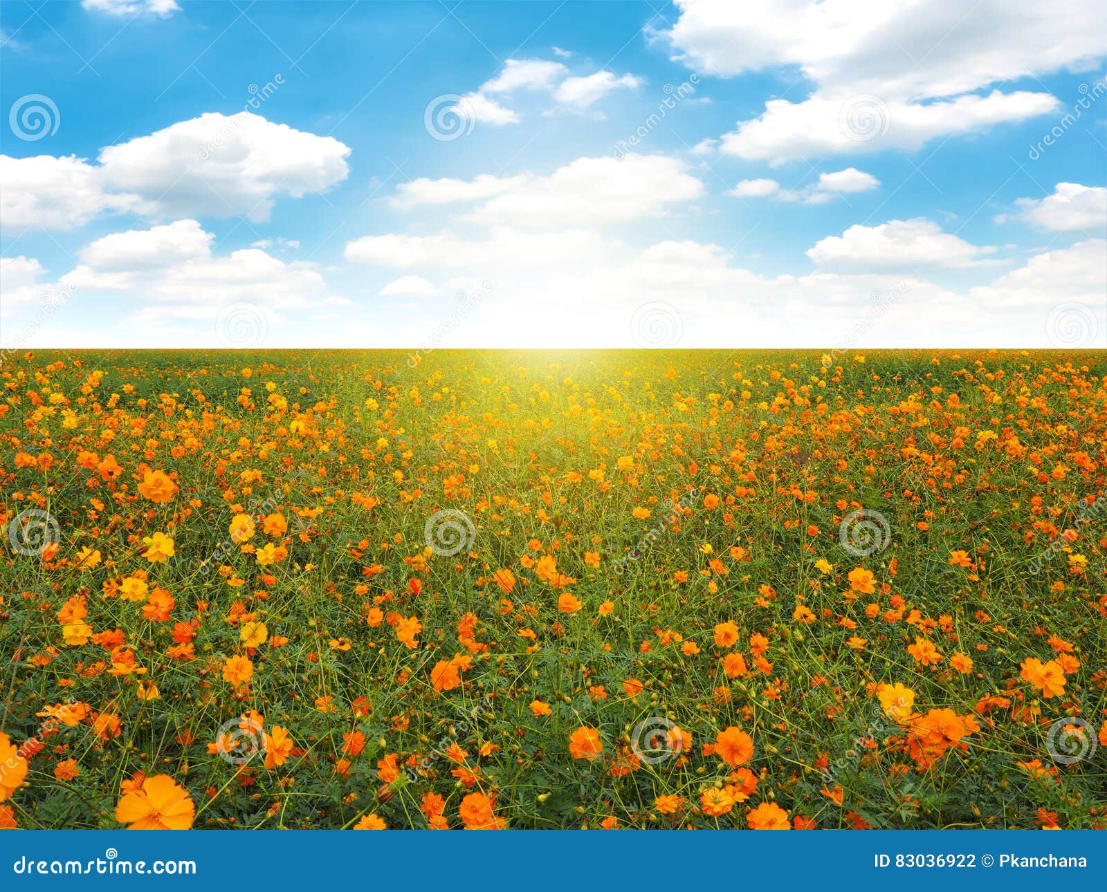 Orange Flowers in the Field on Blue Sky Background. Stock Photo - Image ...