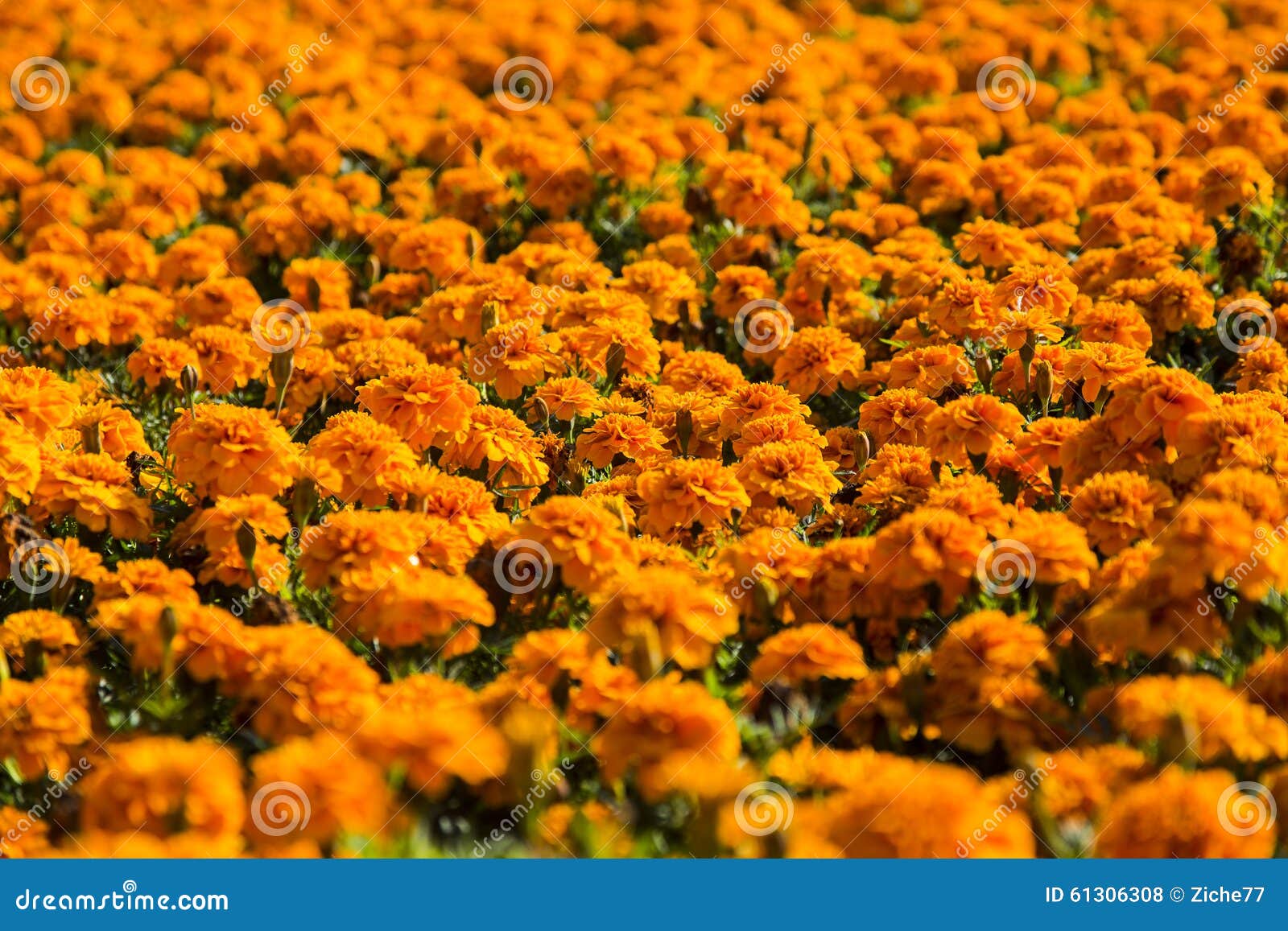 Orange flowers stock photo. Image of plant, background - 61306308