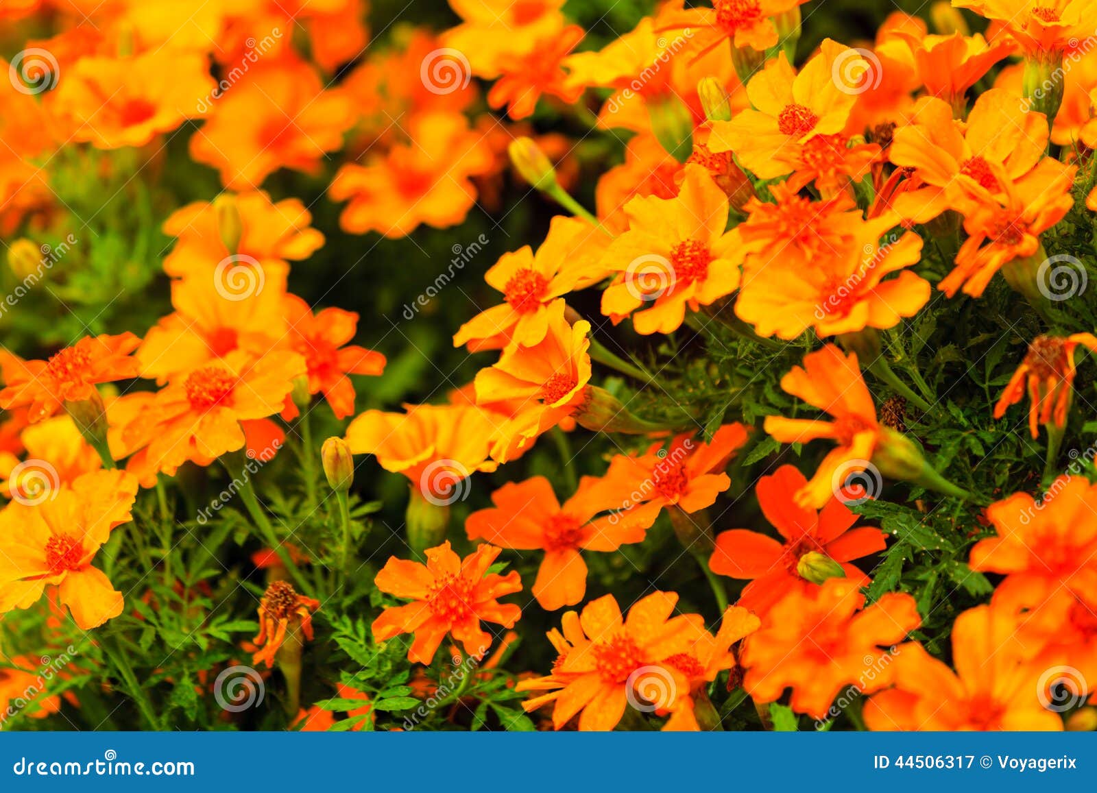 Orange Flowers In The Garden. Spring Or Summer Background Stock Image ...