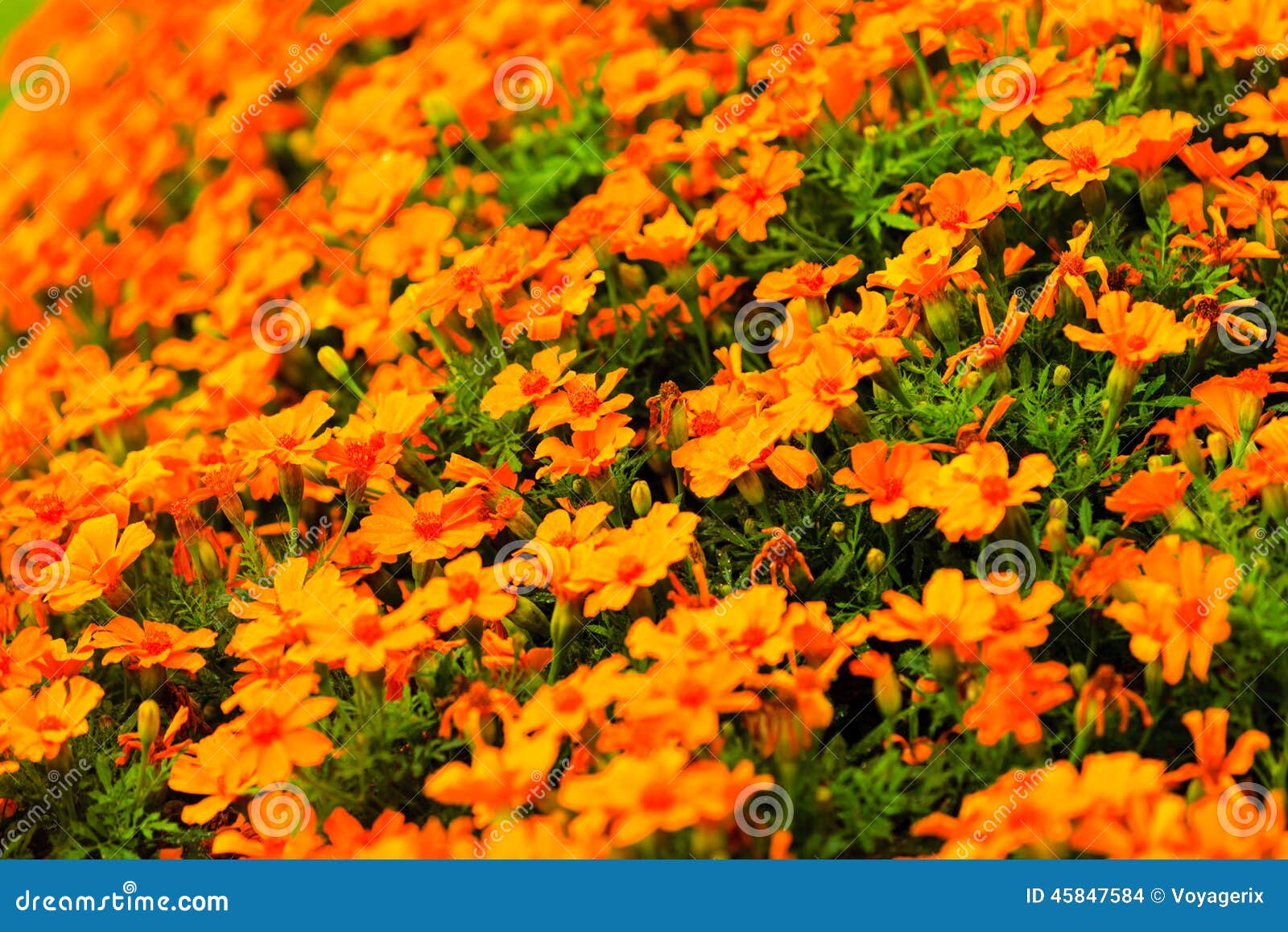 Orange Flowers In The Garden. Spring Or Summer Background Stock Photo ...