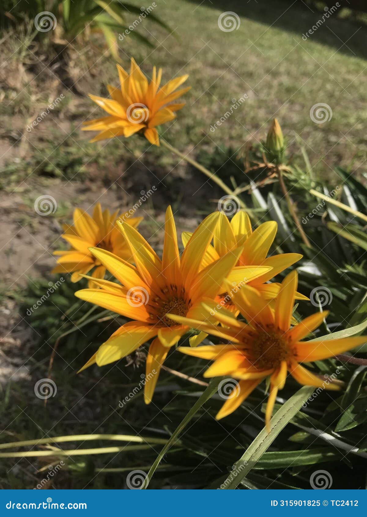 Orange Flowers of the Mutisia Plant. Stock Image - Image of south ...