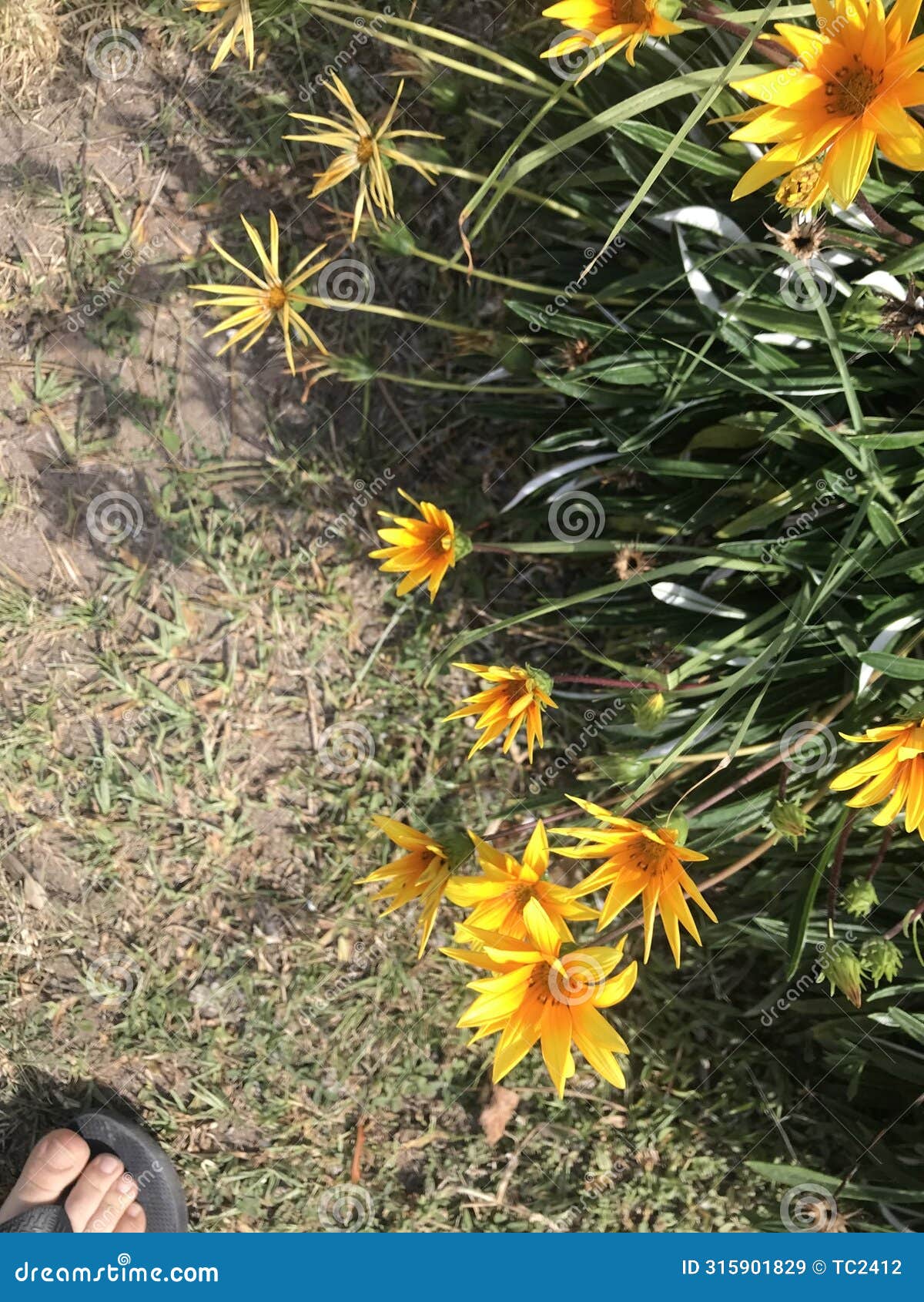 Orange Flowers of the Mutisia Plant. Stock Image - Image of beauty, blossom: 315901829