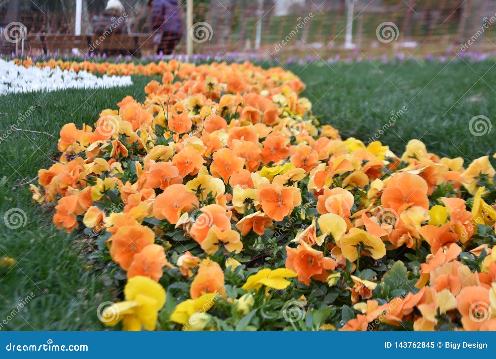 Orange Flowers, Spring Background Stock Image - Image of composition ...