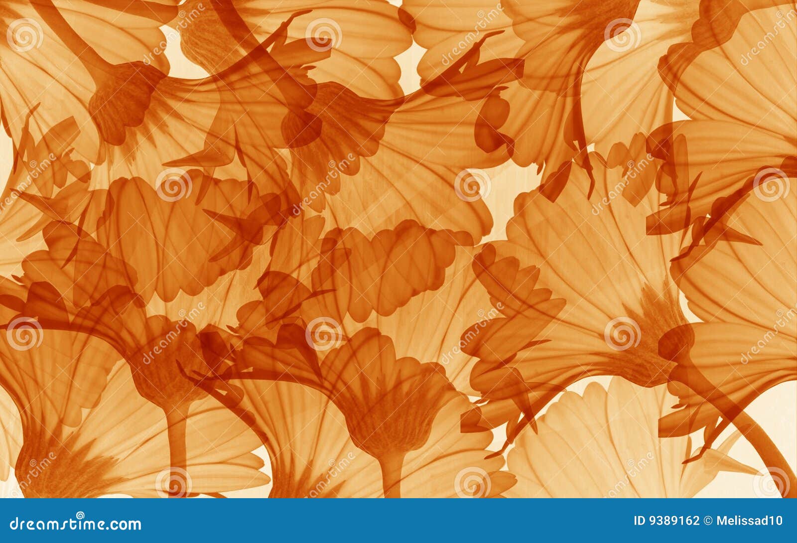 Orange flowers texture stock vector. Illustration of backgrounds - 9389162