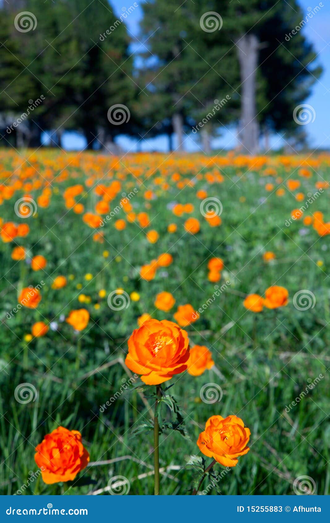 Orange flowers Trollius stock image. Image of flower - 15255883
