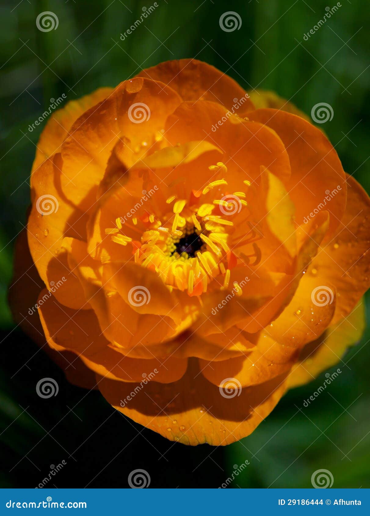 Orange Flowers Trollius Asiaticus Stock Photo - Image of green, floral ...