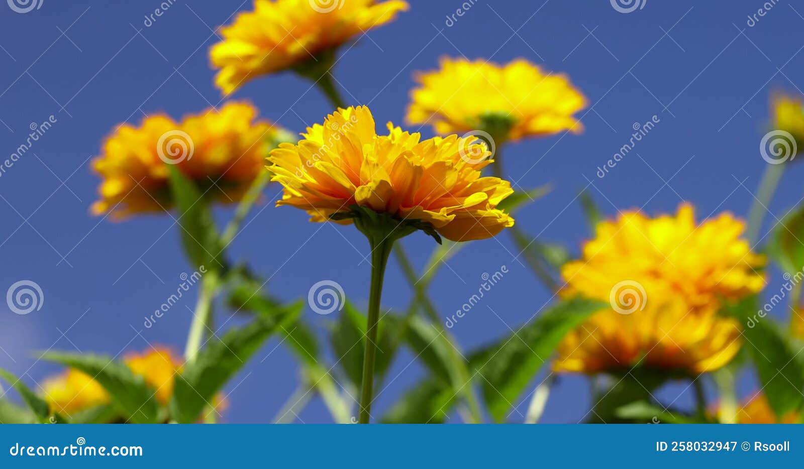 Orange Flowers in Windy Weather Stock Video - Video of nature, natural ...