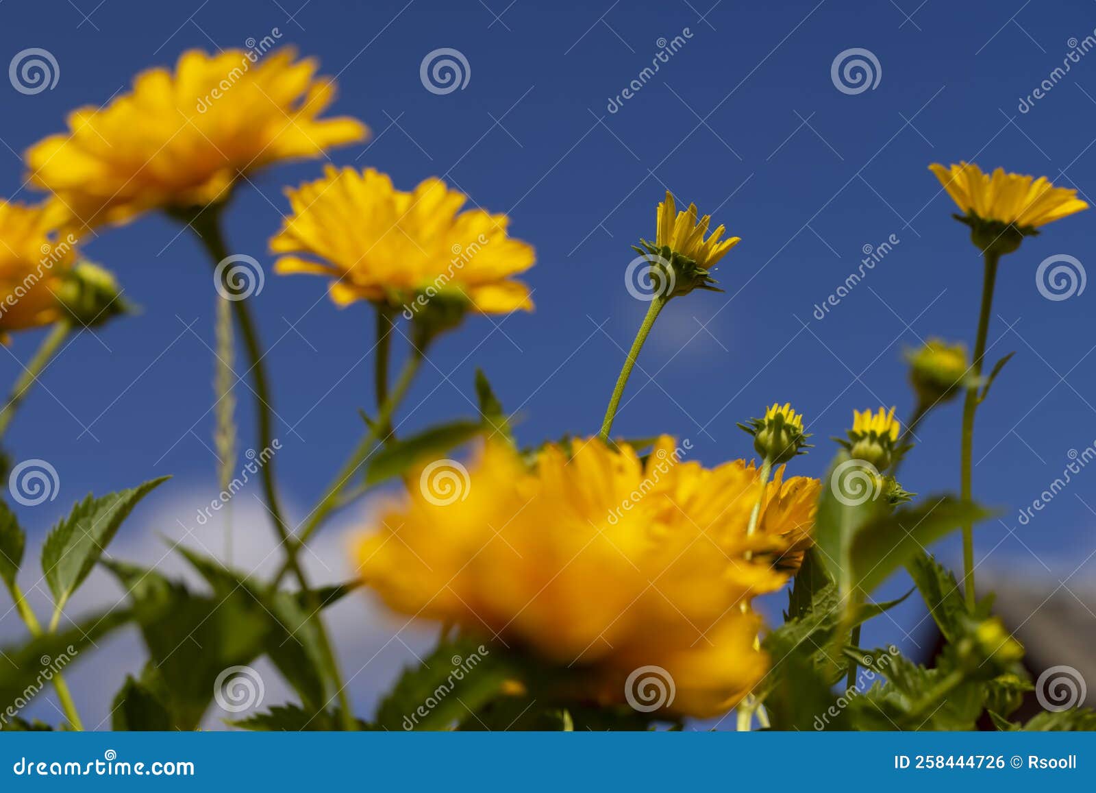 Orange Flowers in Windy Weather Stock Photo - Image of windy, gardening ...