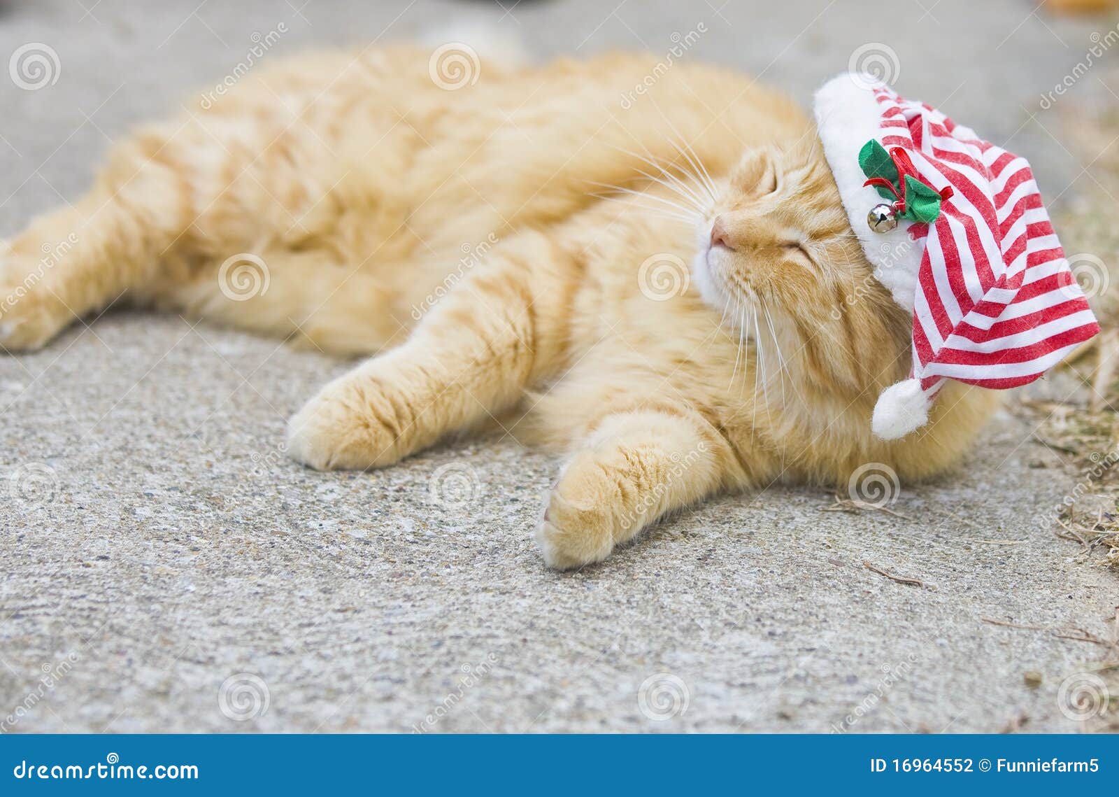 Orange Fluffy Cat with Christmas Hat Stock Photo - Image of resting ...