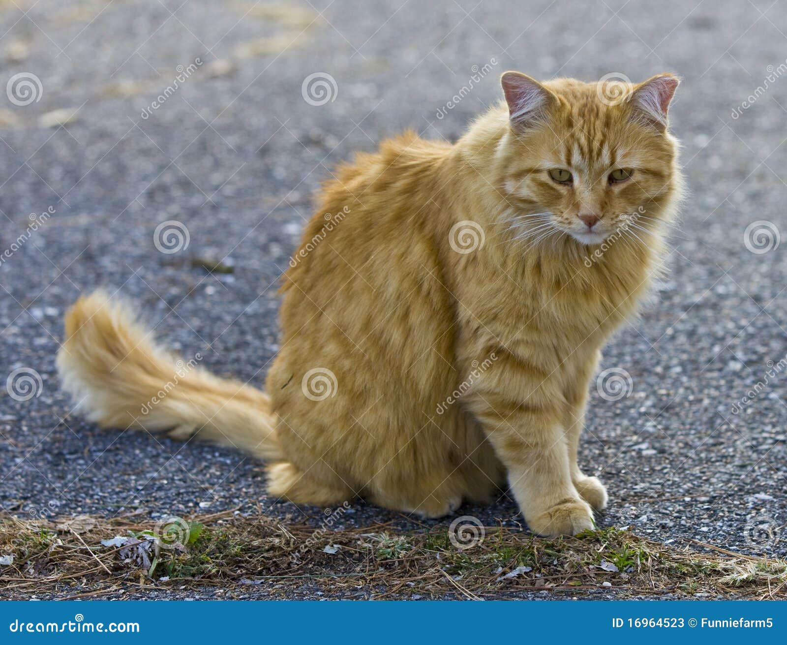 Orange Fluffy Cat Looking Away Outside in Yard Stock Image - Image of ...