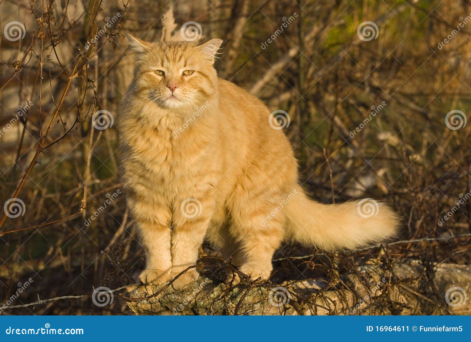 Orange Fluffy Rabbit, Close-up Portrait. Breeding Of Rabbits_ Royalty ...