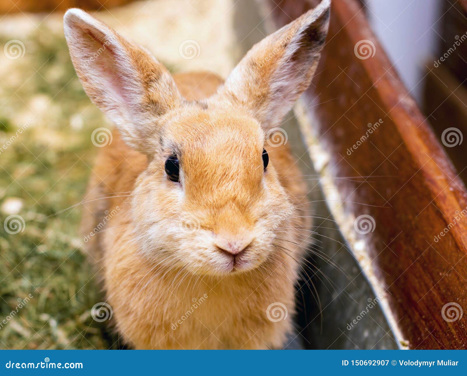 Orange Fluffy Rabbit on the Grass Close-up_ Stock Image - Image of ...