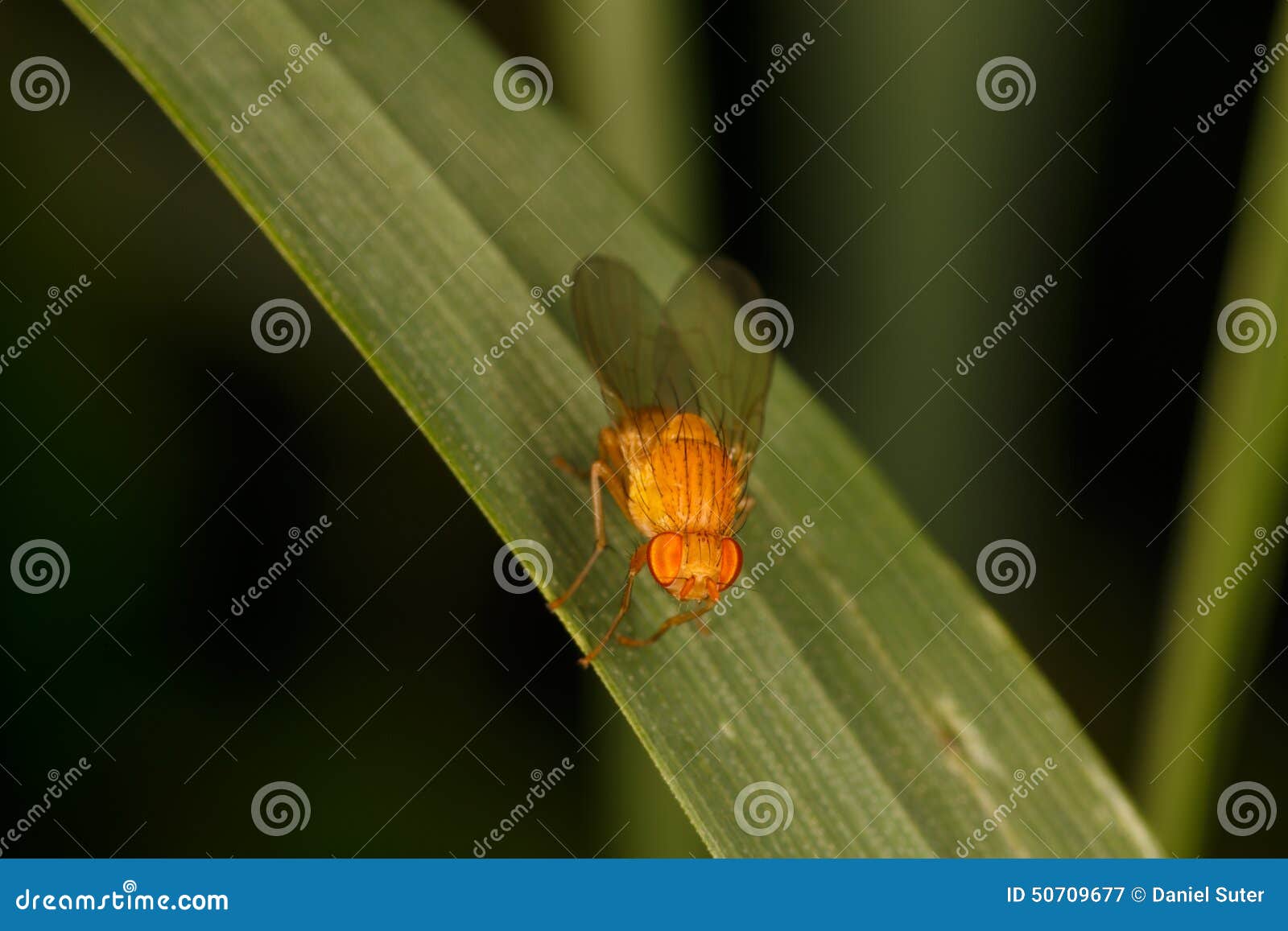 Orange Fly stock image. Image of closeup, insect, animal - 50709677