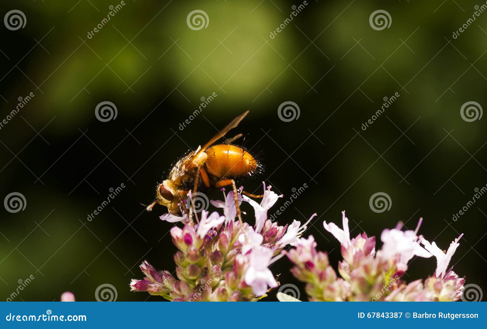 Orange fly stock image. Image of blooming, flowering - 67843387
