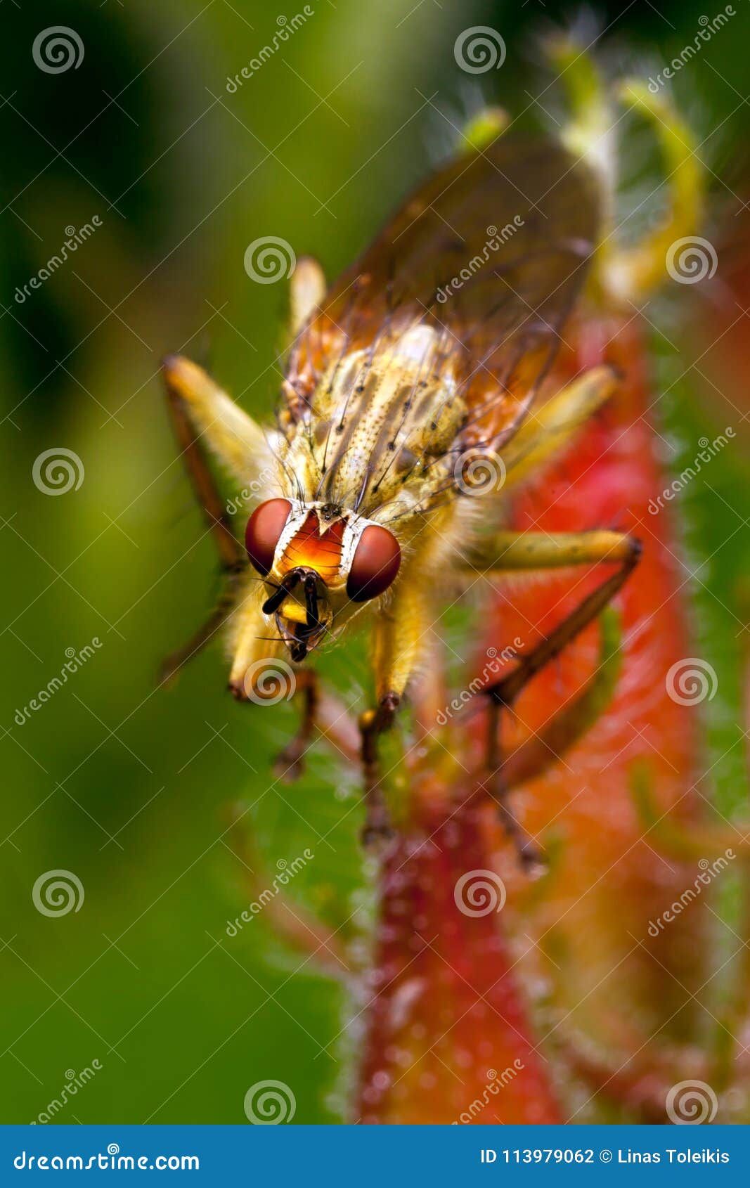 Orange fly with red eyes stock photo. Image of single - 113979062
