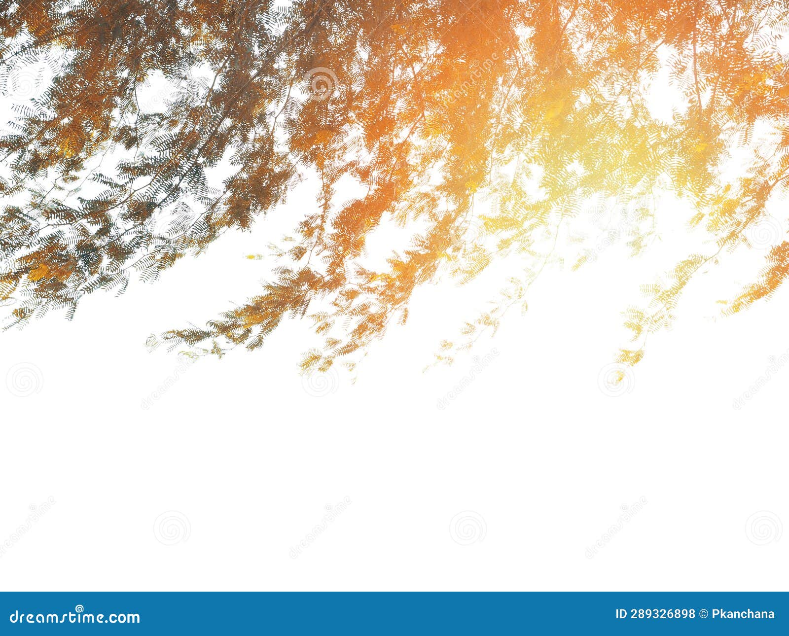 Orange Flying Leaves and Branches Over White Background Stock Photo ...