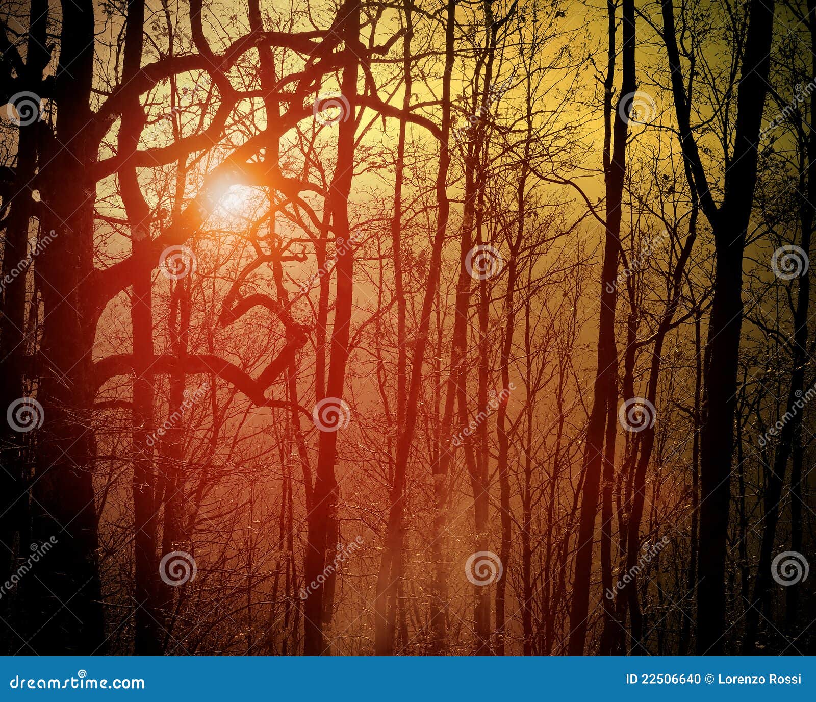Orange forest stock photo. Image of autumn, background - 22506640