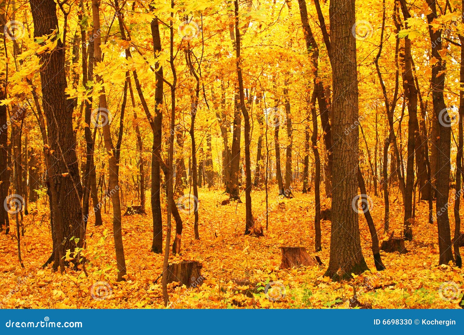 Orange forest stock photo. Image of carpet, maple, gold - 6698330