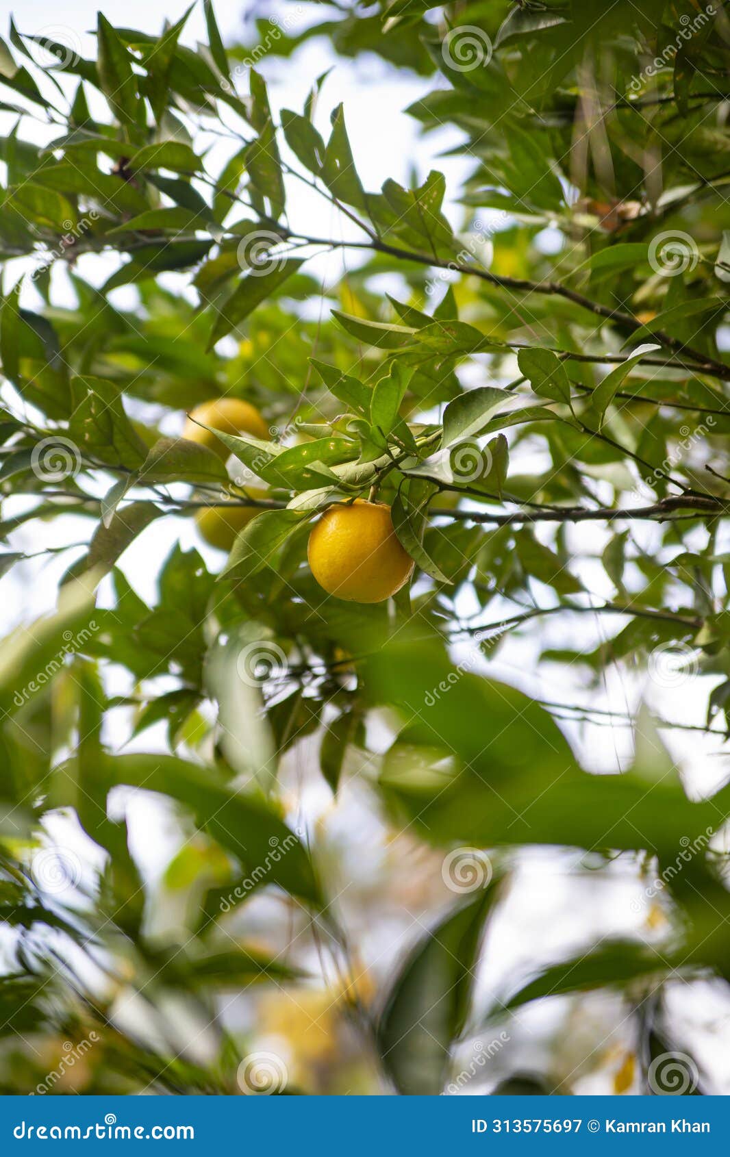 Orange Form in Swat Valley Pakistan Editorial Photography - Image of ...