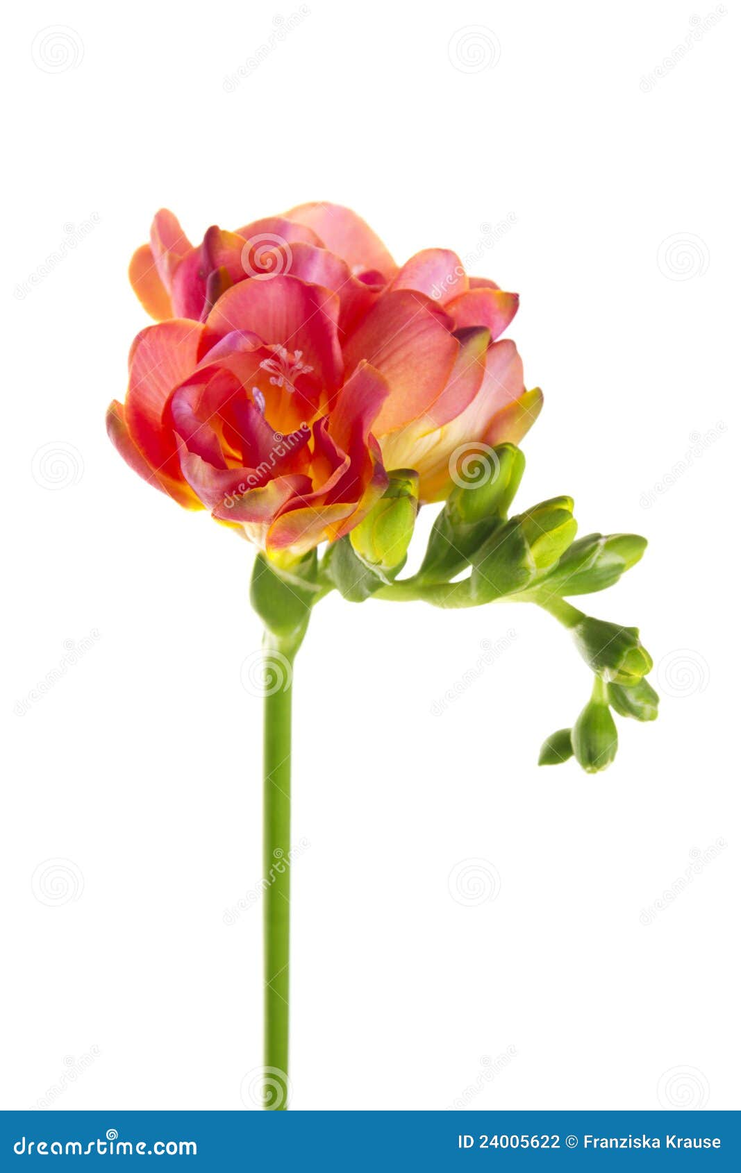 Orange freesia stock photo. Image of floral, plant, white - 24005622