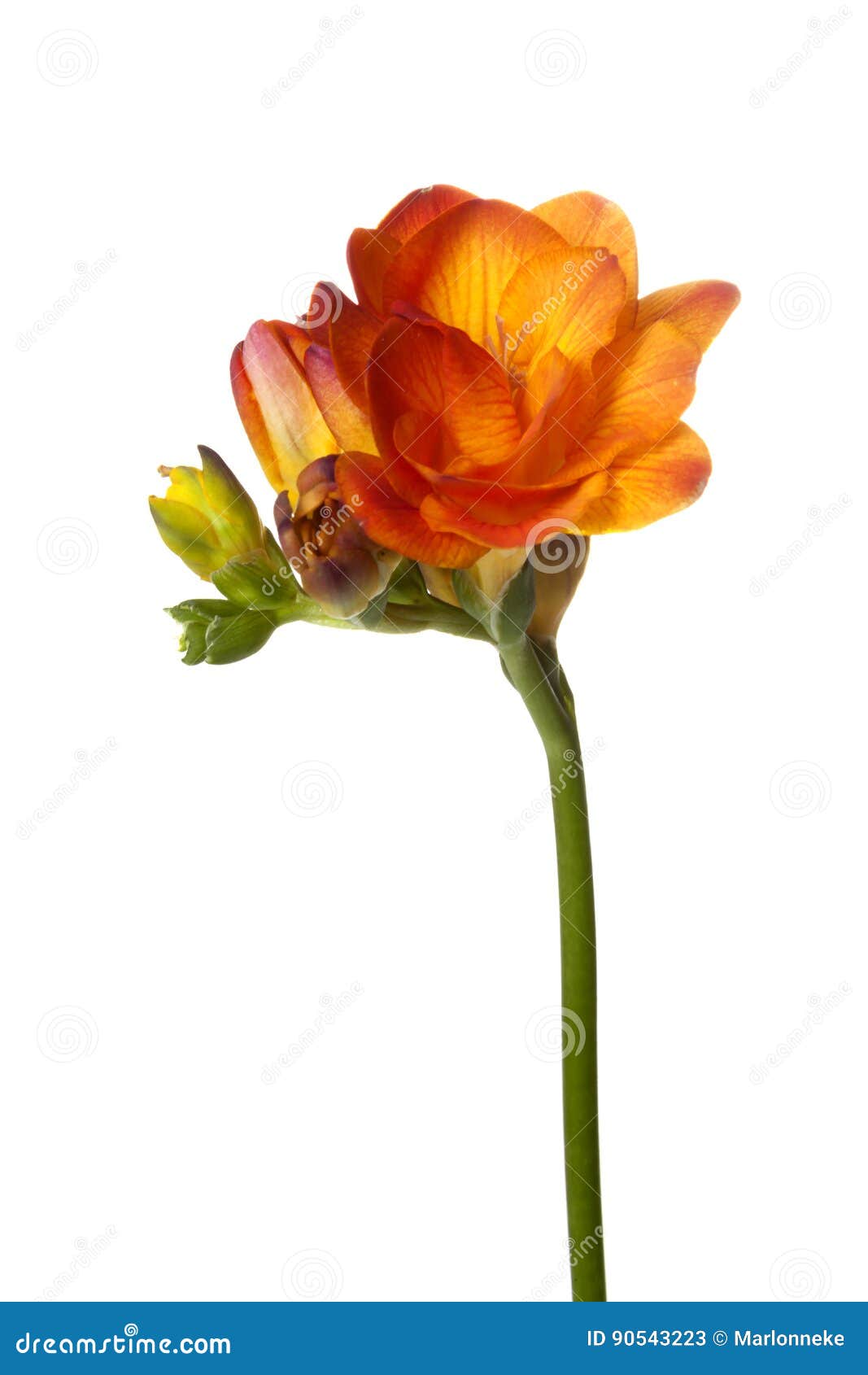 Orange Freesia stock image. Image of white, flower, freesias - 90543223