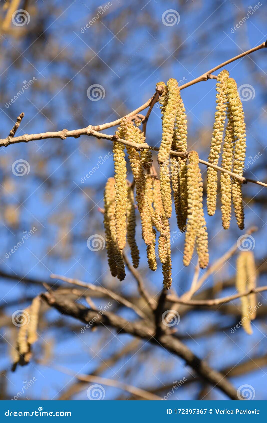Orange Fringes of Hazel Flowers on Branches without Leaves Stock Image ...