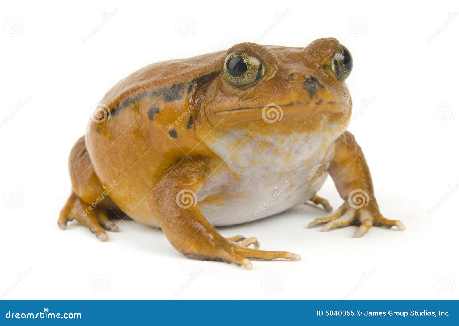 Orange Frog stock image. Image of amphibian, white, background - 5840055