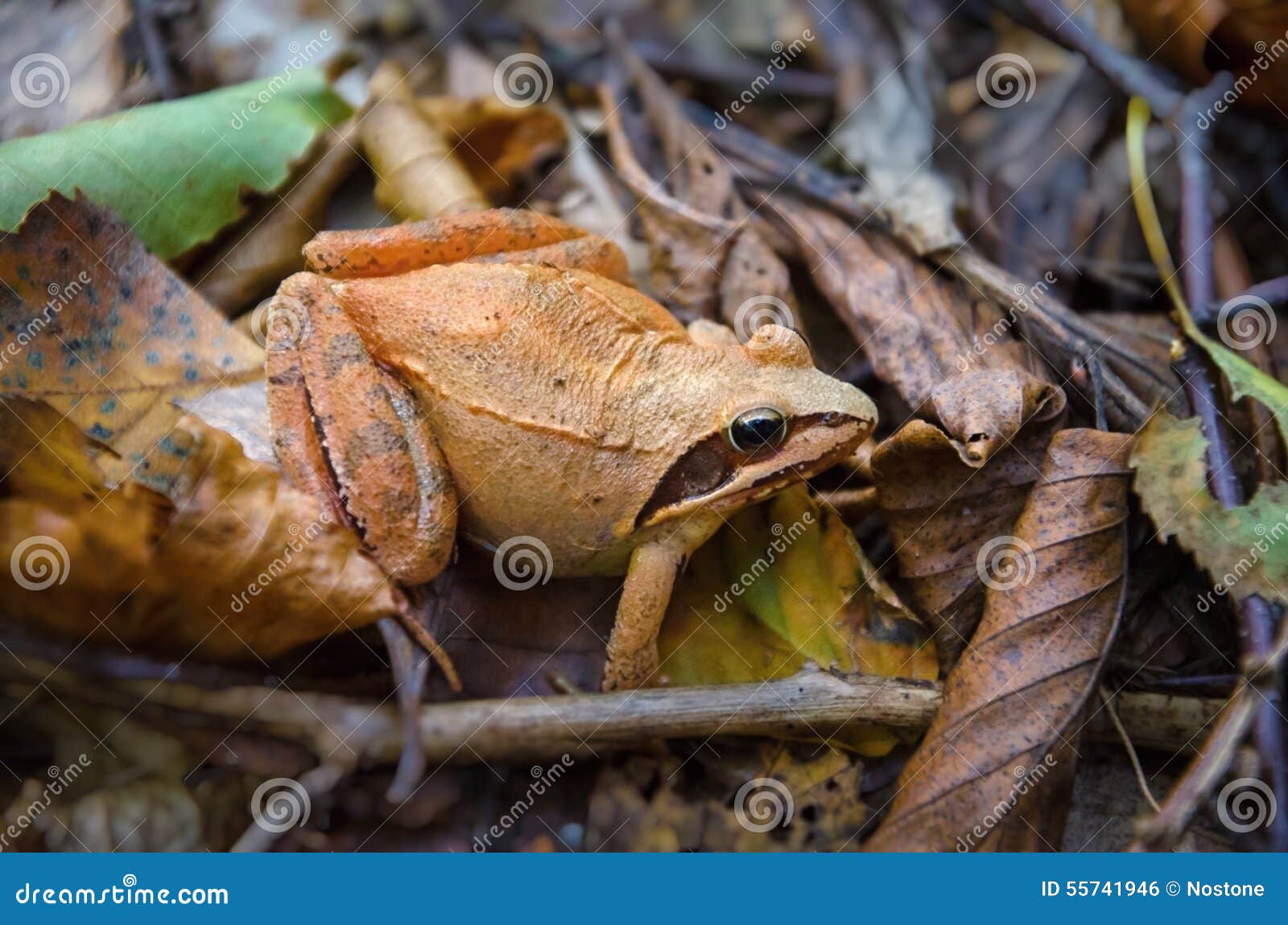 Orange frog stock photo. Image of flat, tree, native - 55741946