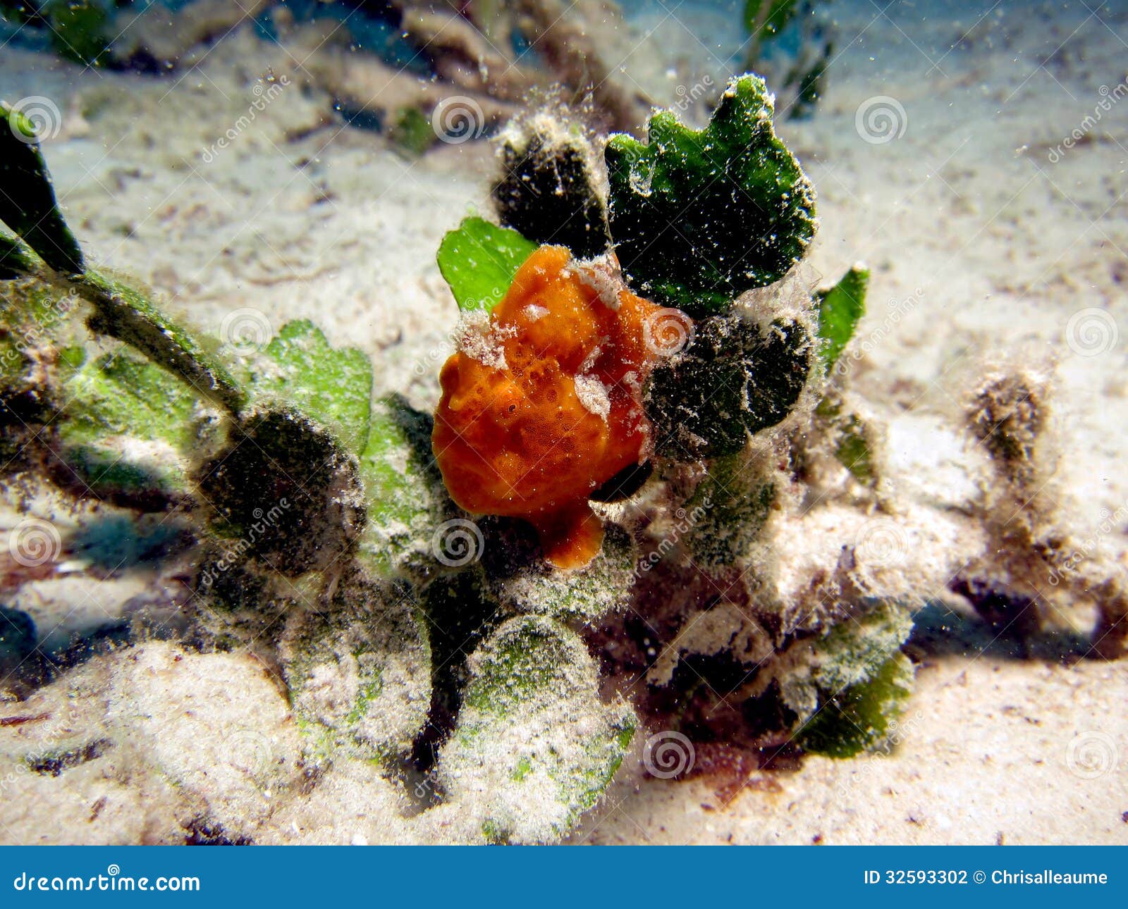 Orange Frogfish stock photo. Image of environment, life - 32593302