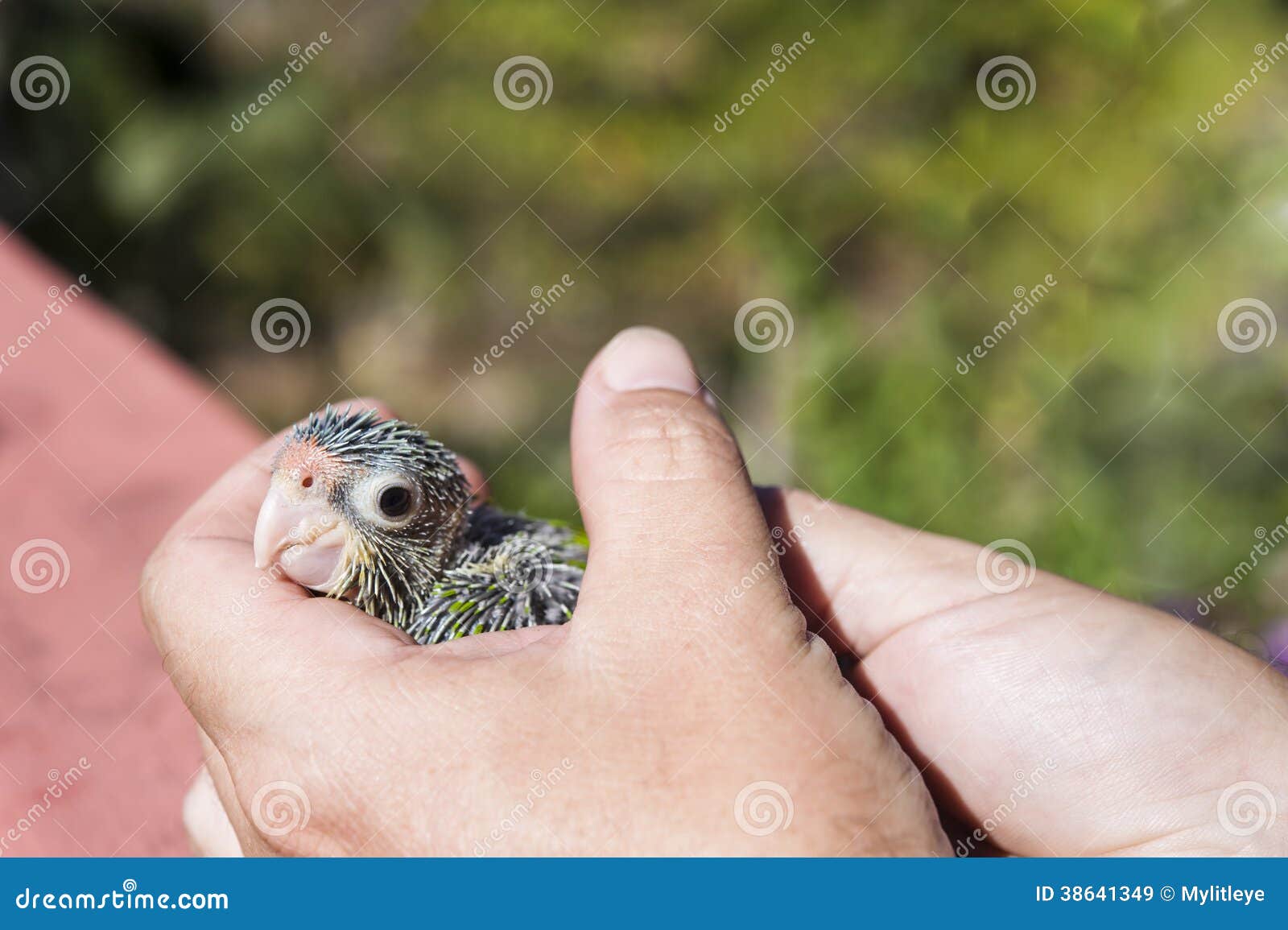 Orange-fronted Parakeet Baby Rests in Hands Stock Image - Image of ...
