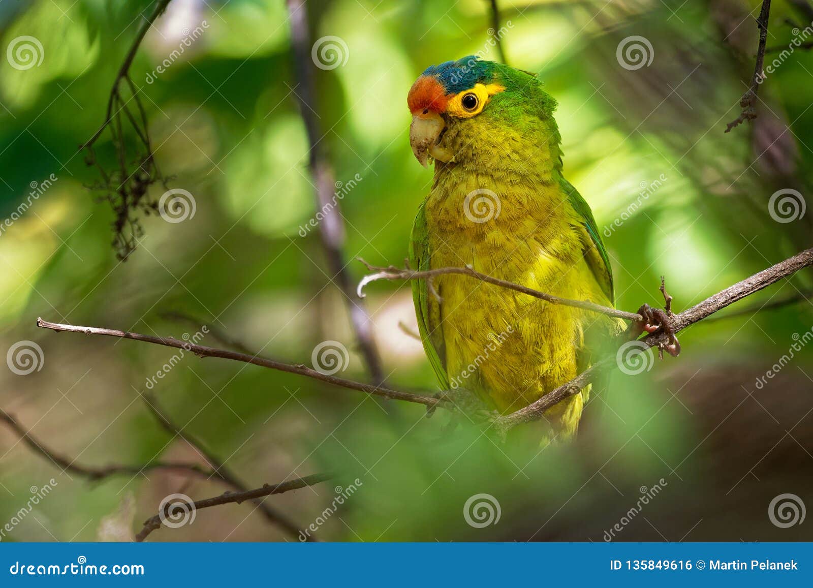 Orange-fronted Parakeet - Eupsittula Canicularis or Orange-fronted ...