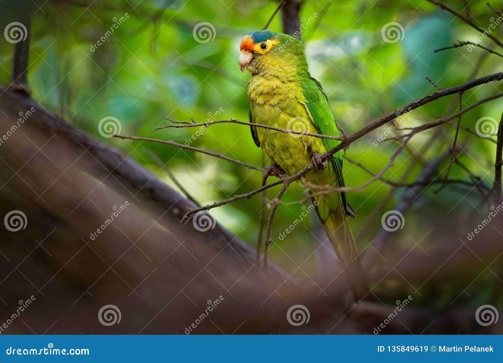Orange-fronted Parakeet - Eupsittula Canicularis or Orange-fronted ...