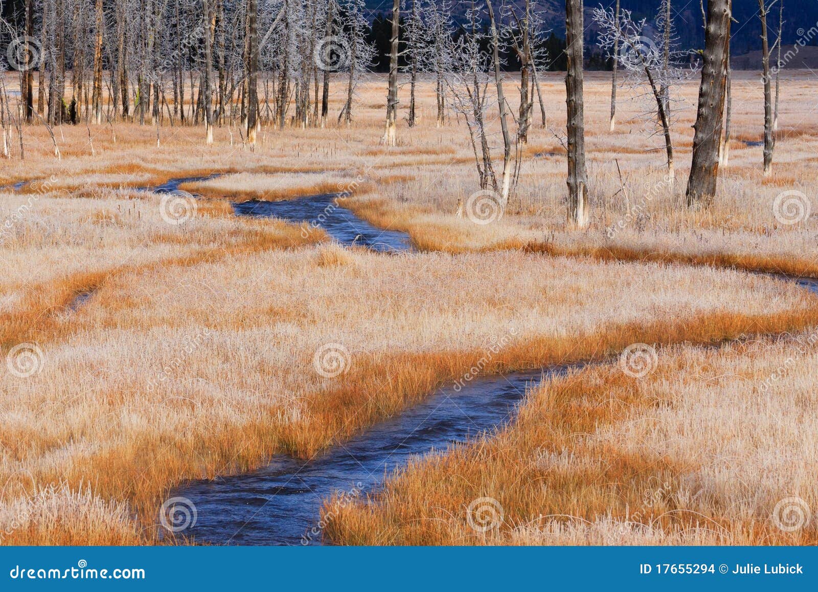 Orange Frosted Grass and Stream, Yellowstone Stock Photo - Image of ...