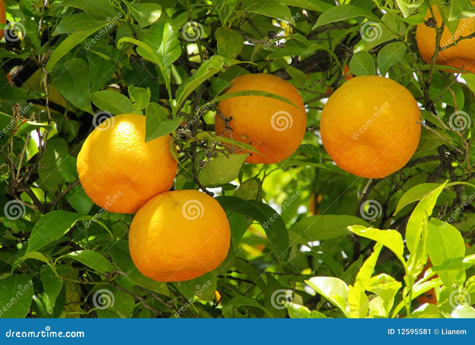 Orange Frucht auf Baum stockbild. Bild von nahrung, erzeugnis - 12595581