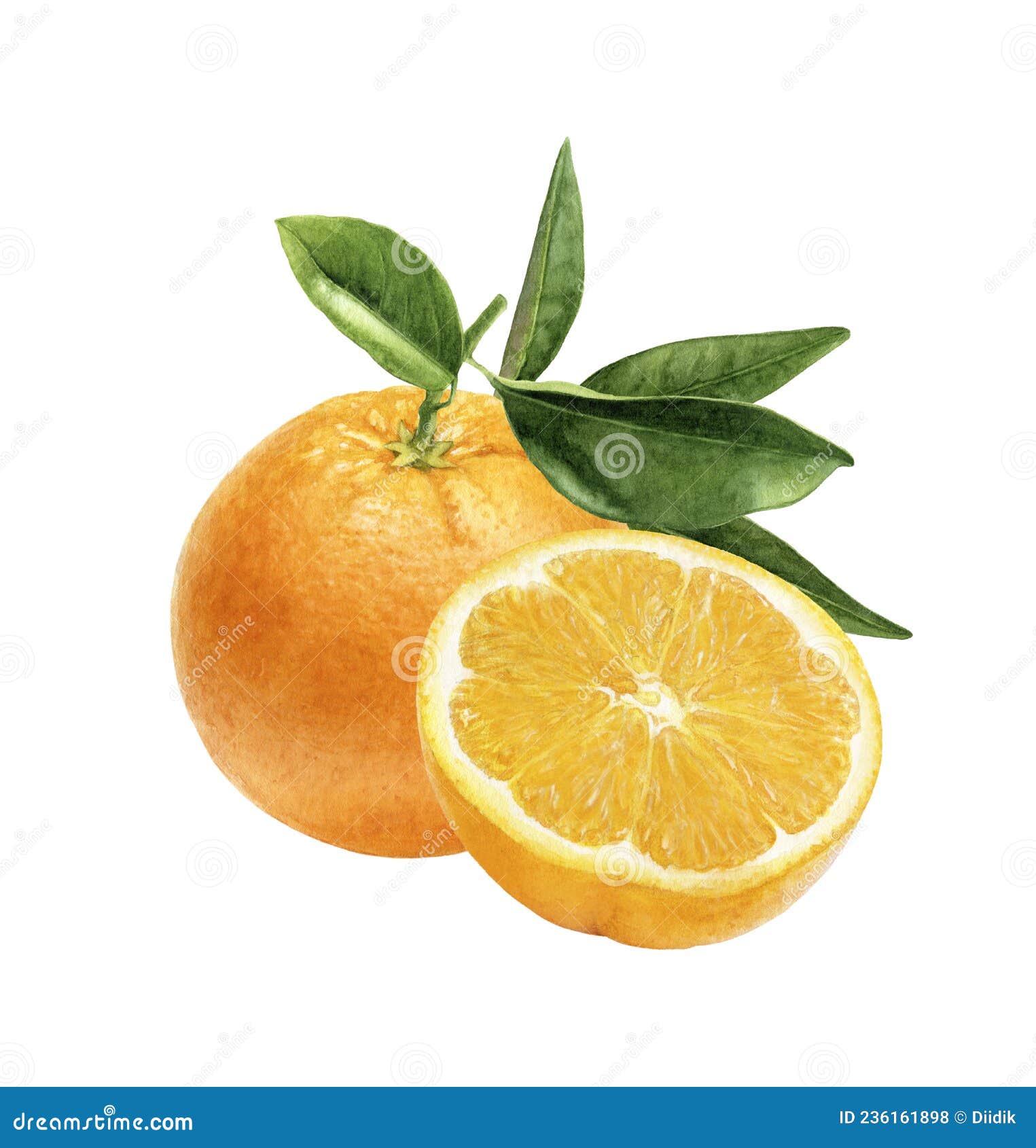 Orange Fruit Composition Watercolor Illustration Isolated on White ...