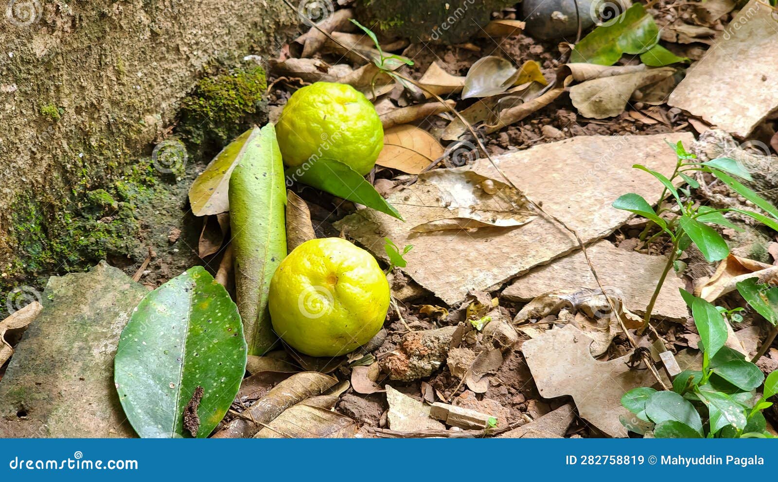 Orange Fruit Falling from Tree, Rotten Orange Fruit Stock Image - Image ...