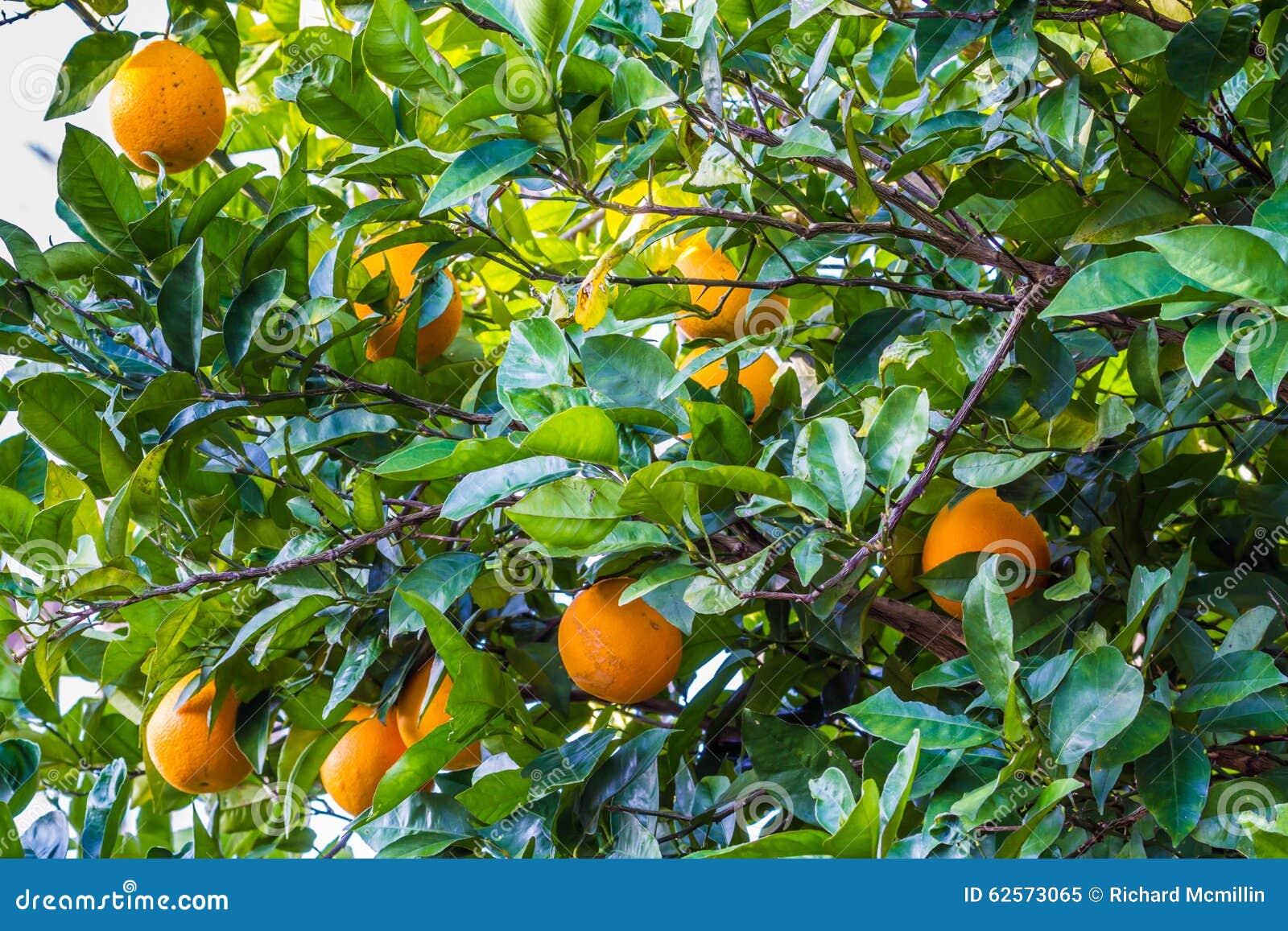 Orange Fruit Growing in a Tree Stock Image - Image of green, backyard ...