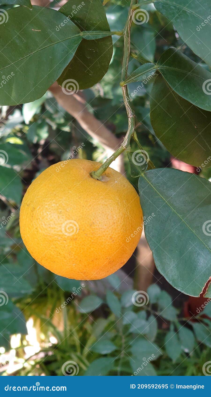 Orange Fruit Hanging from the Branch of an Orange Tree Stock Image ...