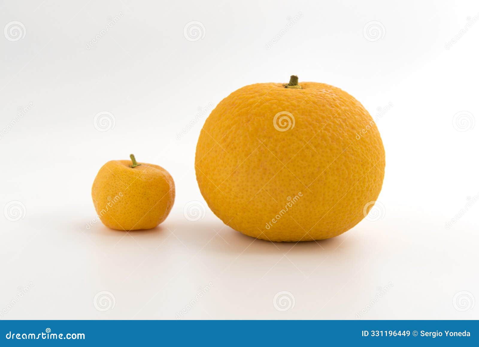 Orange Fruit and Mini Orange Fruit Isolated on White Background Stock ...