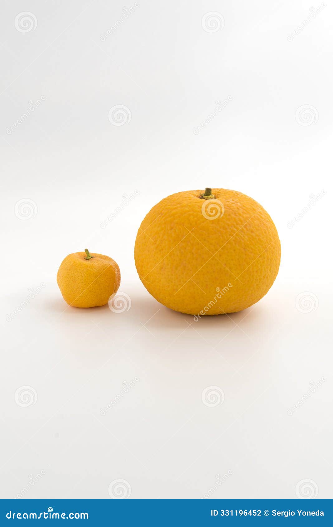 Orange Fruit and Mini Orange Fruit Isolated on White Background Stock ...