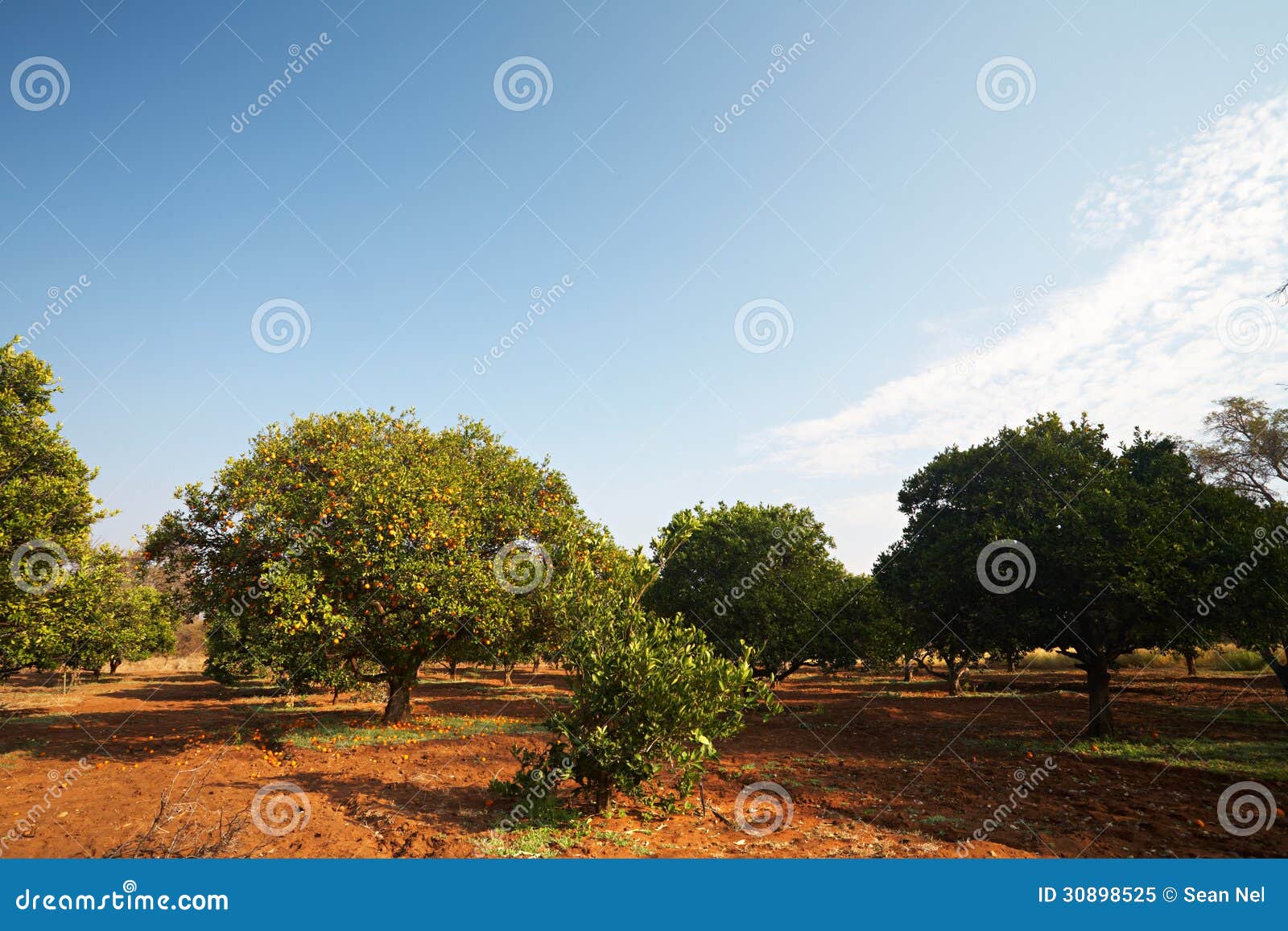 Orange fruit orchard stock image. Image of fruit, trees - 30898525