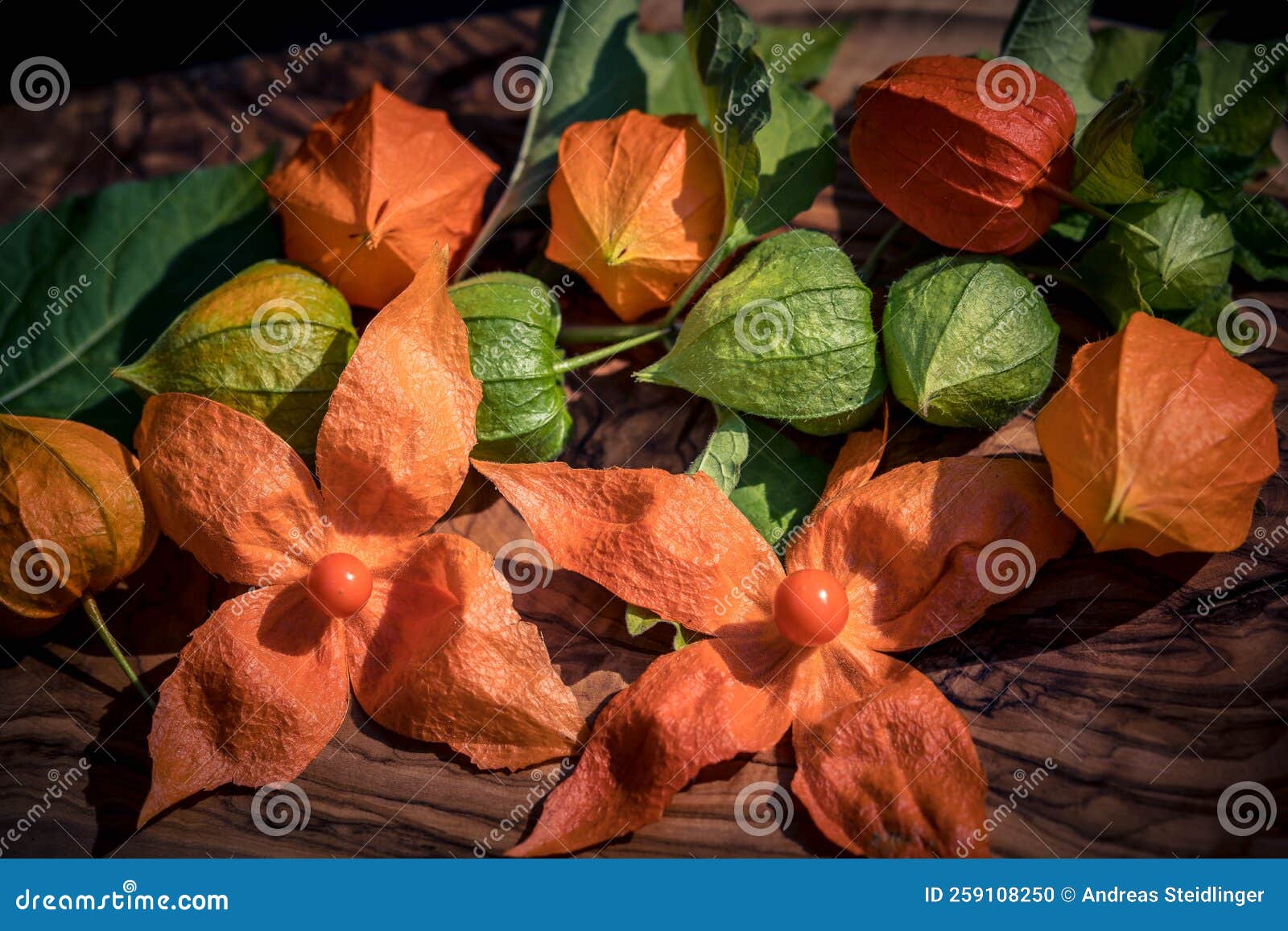 Physalis peruviana plant stock photo. Image of gooseberry - 259108250