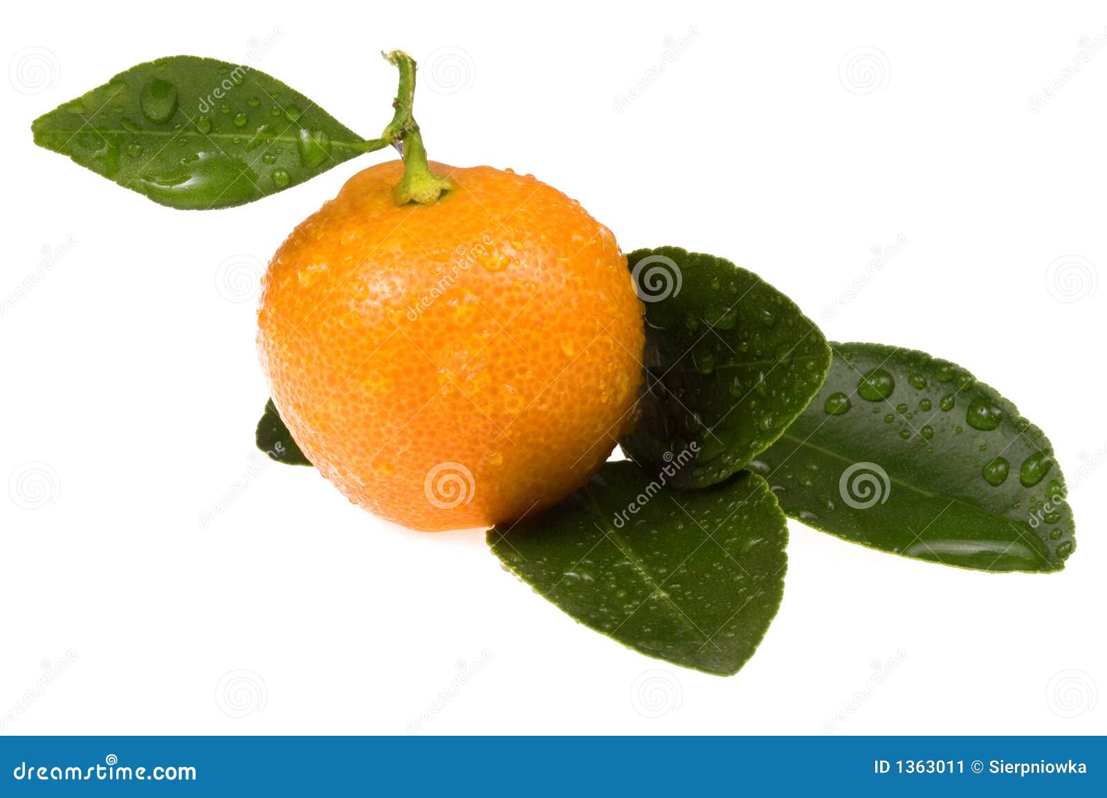 Orange Fruit. Sweet Calamondin Stock Image - Image of miniature, mature ...