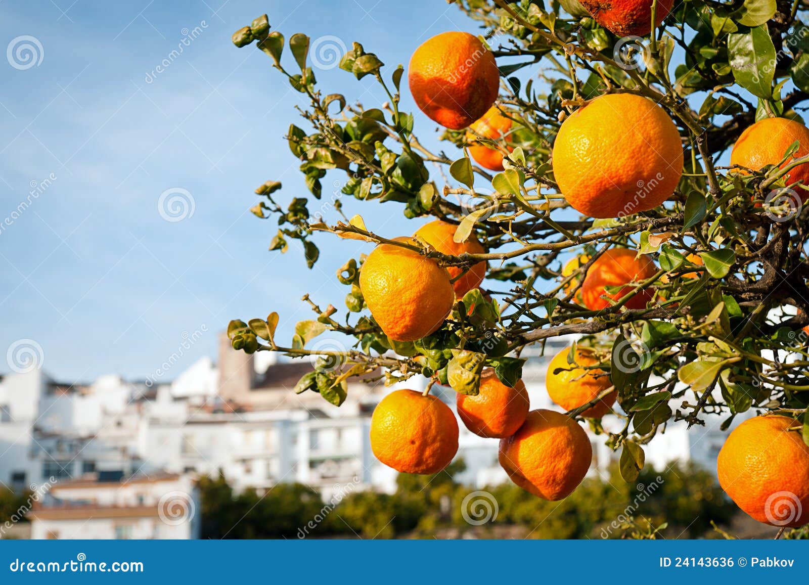 Orange fruit on tree stock photo. Image of field, agriculture - 24143636