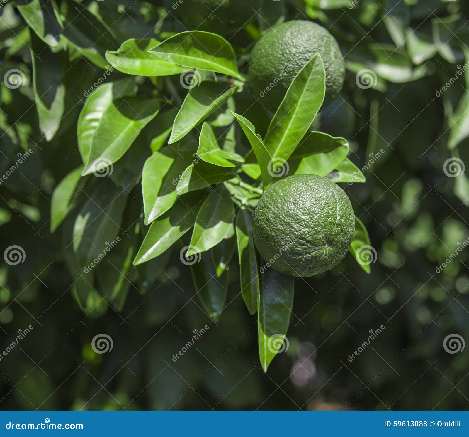 Orange Fruit on Tree Branch Stock Photo - Image of background ...