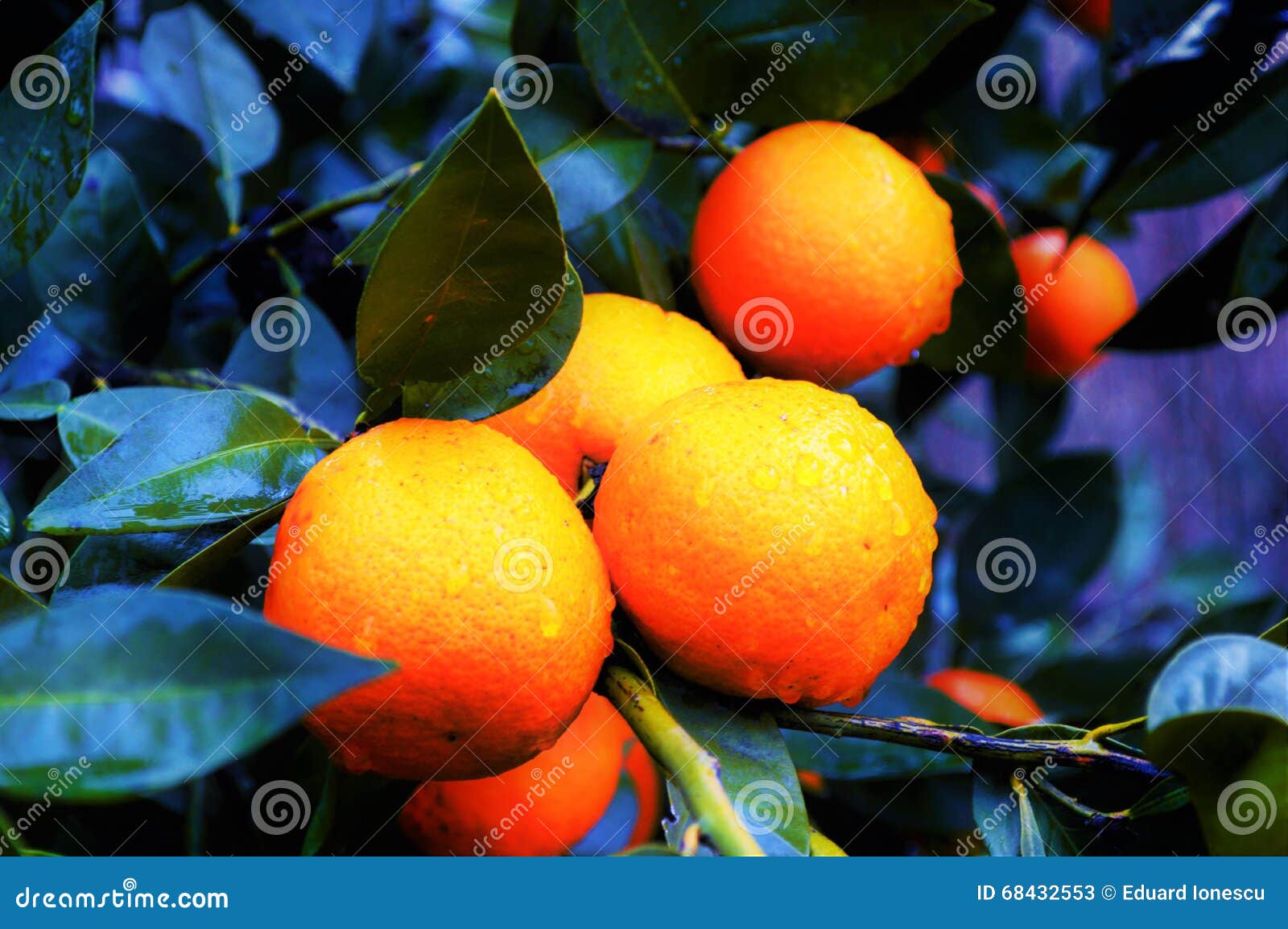 Orange stock image. Image of farm, agriculture, care - 68432553