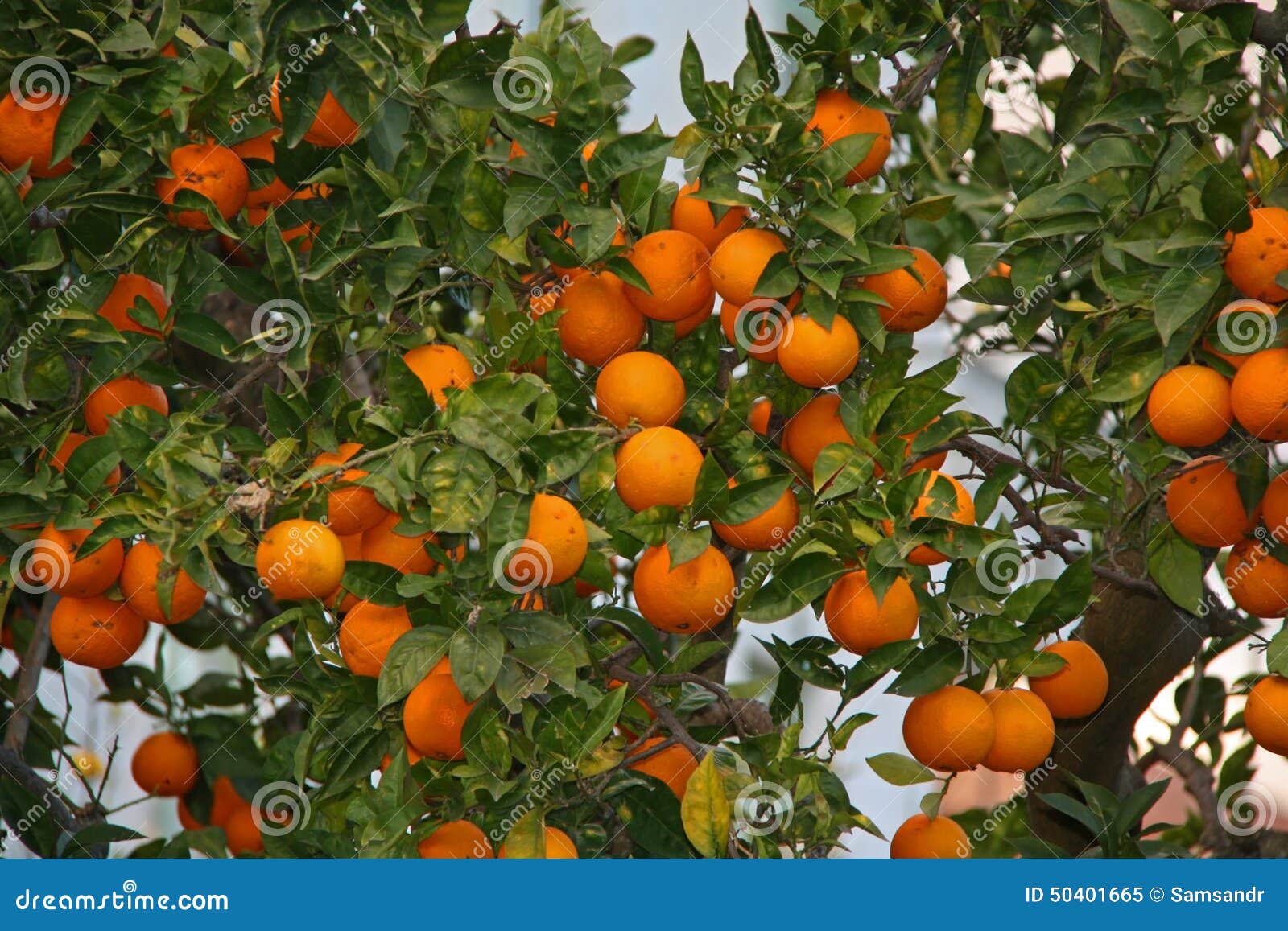 Orange fruit on a tree stock image. Image of background - 50401665