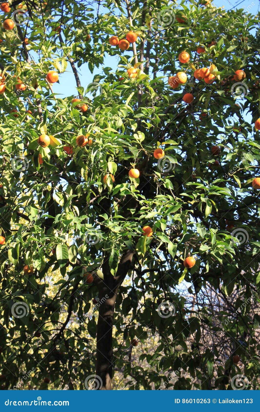 Orange fruit on a tree stock image. Image of agricultural - 86010263