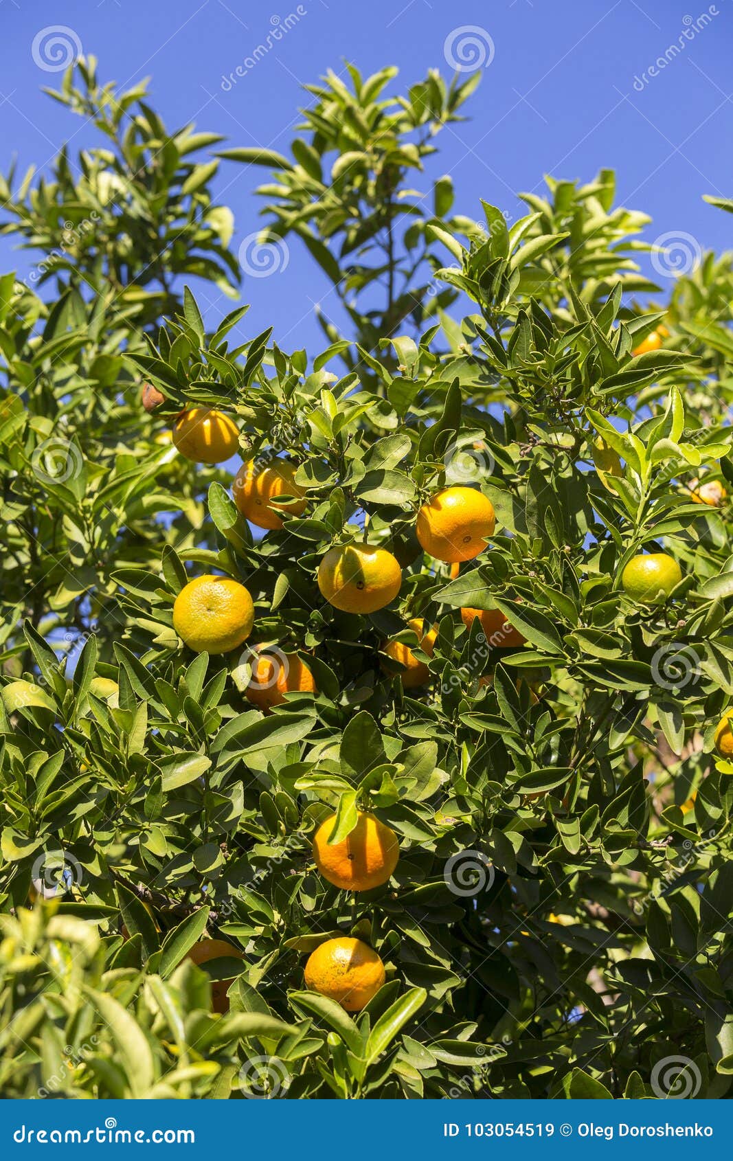 Orange Fruit Tree in Garden. Turkey Stock Image - Image of background ...