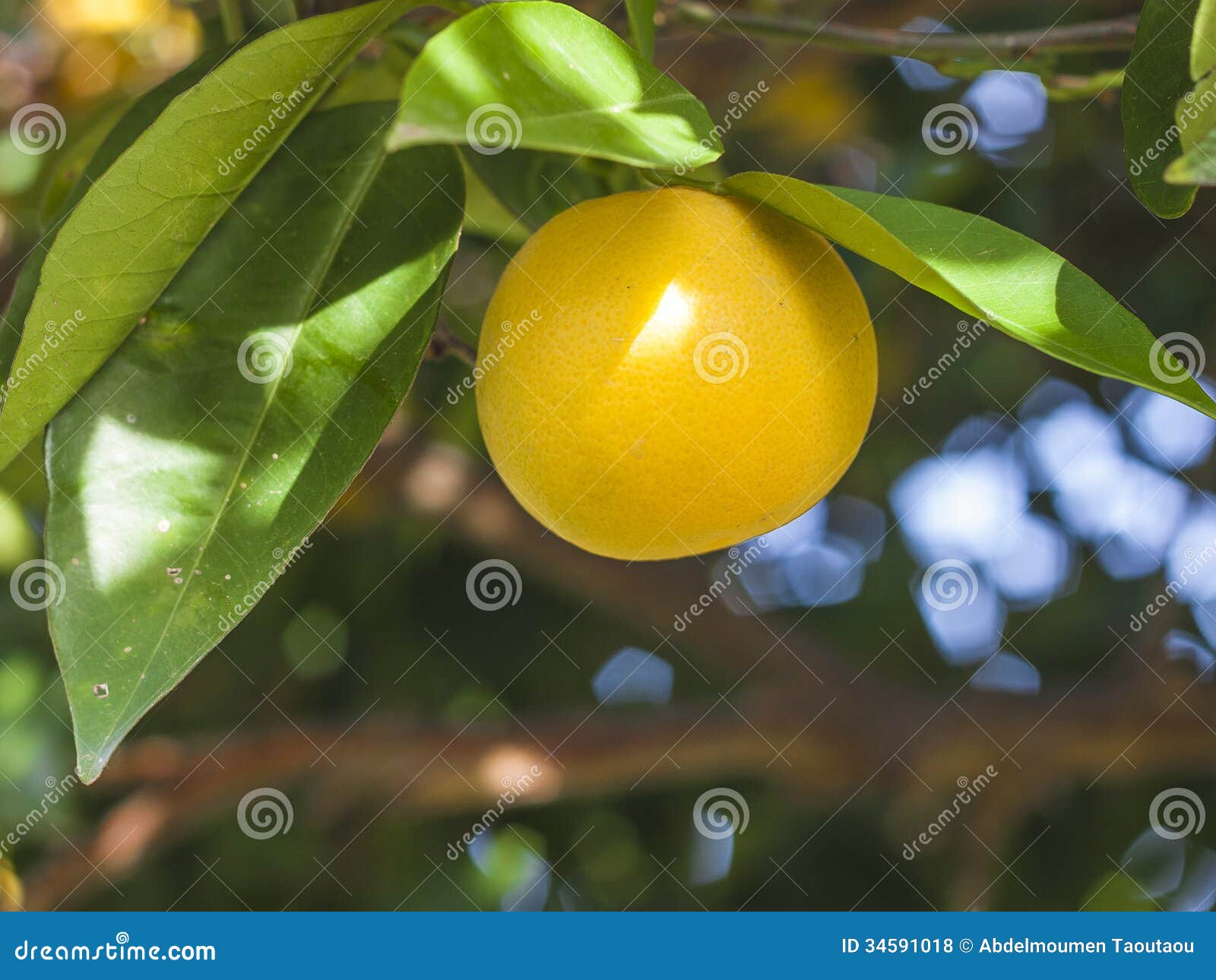 Orange stock photo. Image of grow, juice, food, mediterranean - 34591018